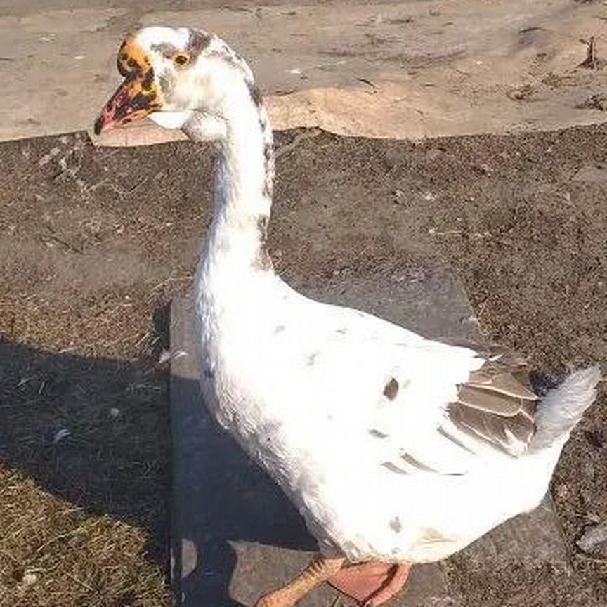 Гусь