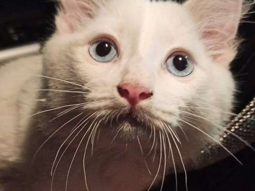 Котёнок мальчик в добрые руки