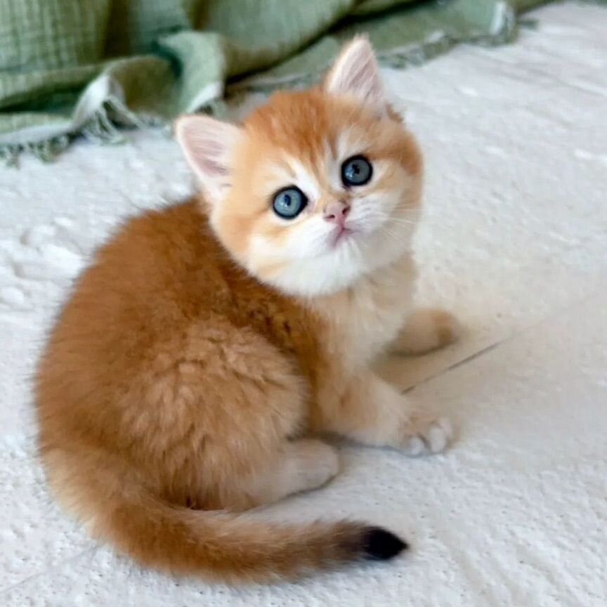 Британский короткошёрстный котёнок