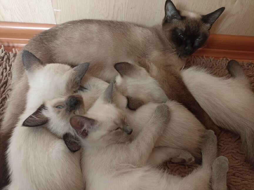 Тайские котята