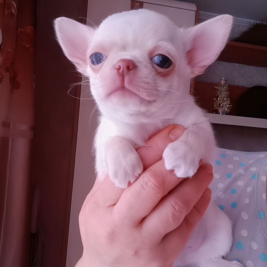 Чихуахуа, щенок