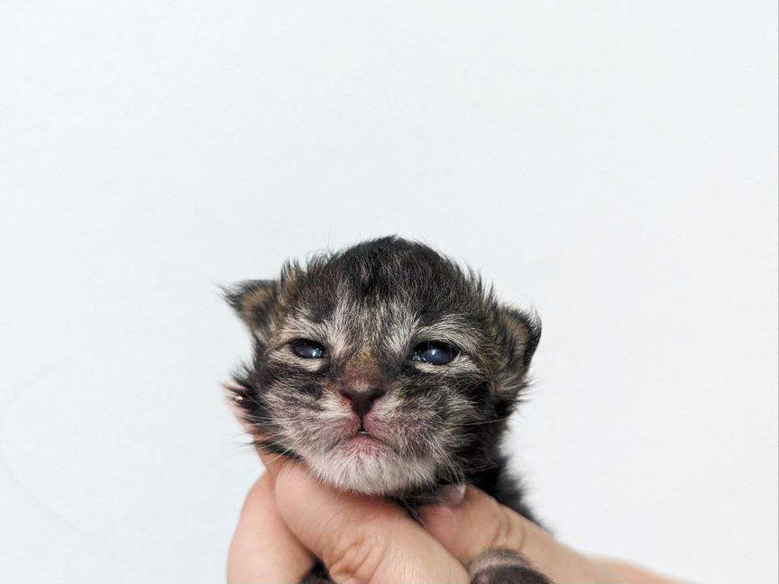 Котята мейн-кун