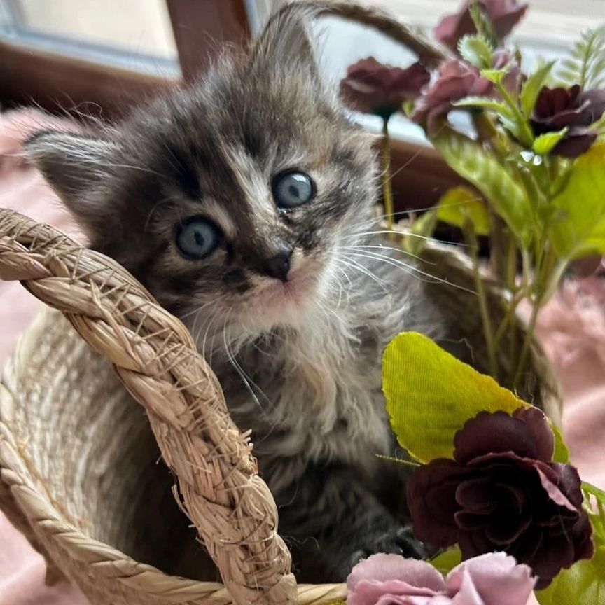 Котёнок девочка Любаша