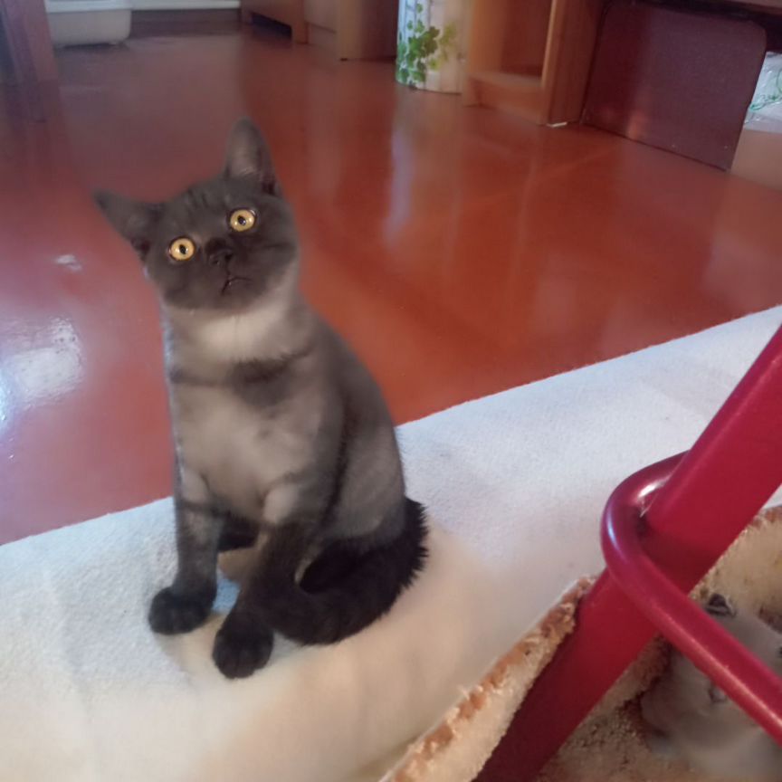 Вислоухие котята и прямоухие