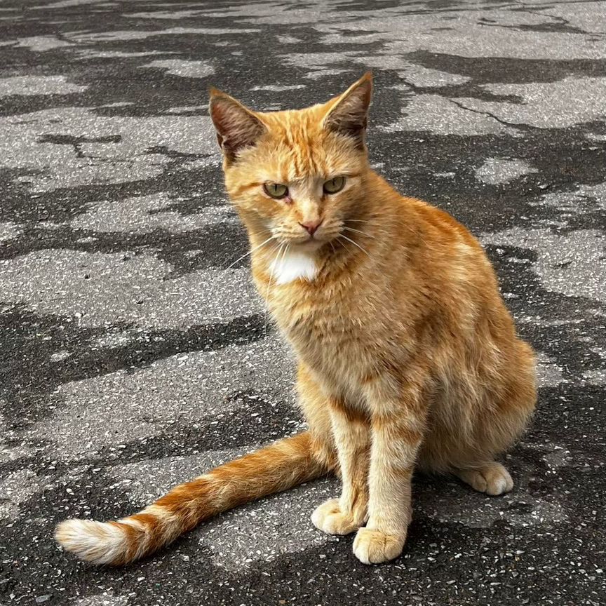 Кошки в добрые руки