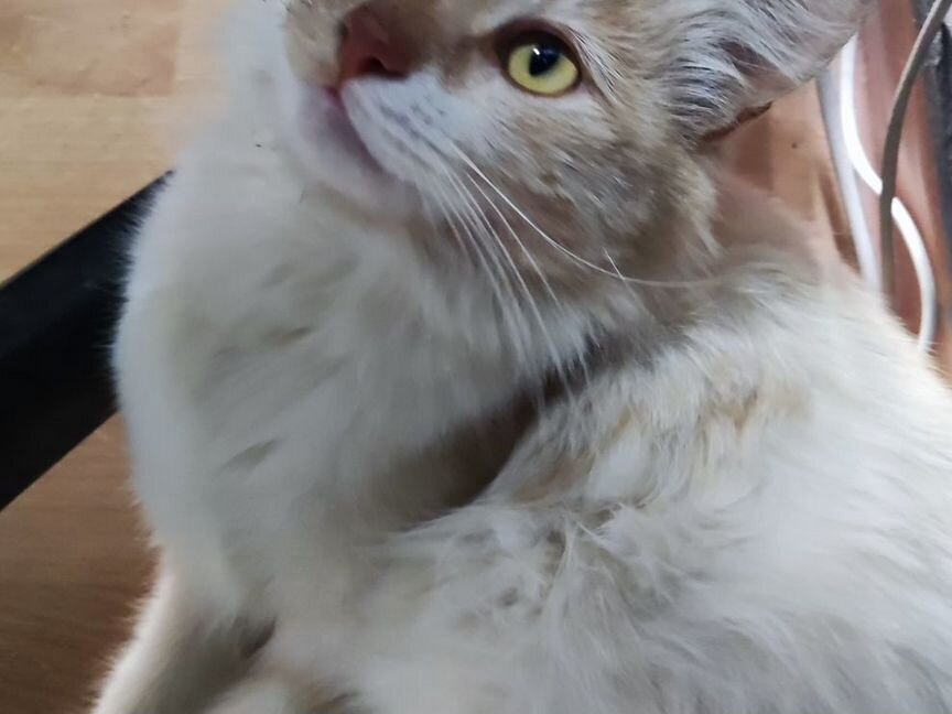 Пристраивается котик