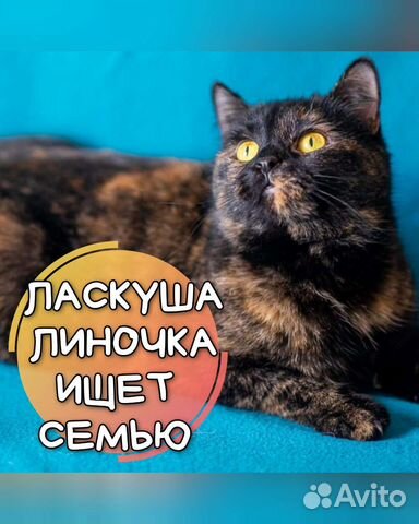 Котёнок, ласковая котодевочка Линочка