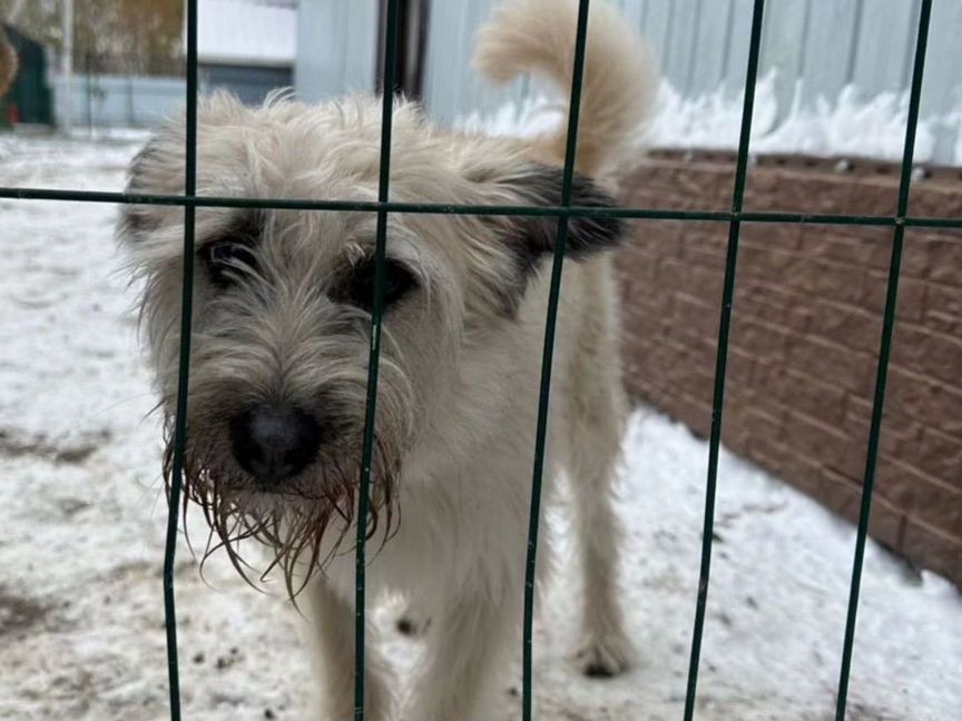 Потрясающая собака в добрые руки