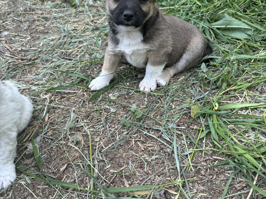 Щенок в добрые руки