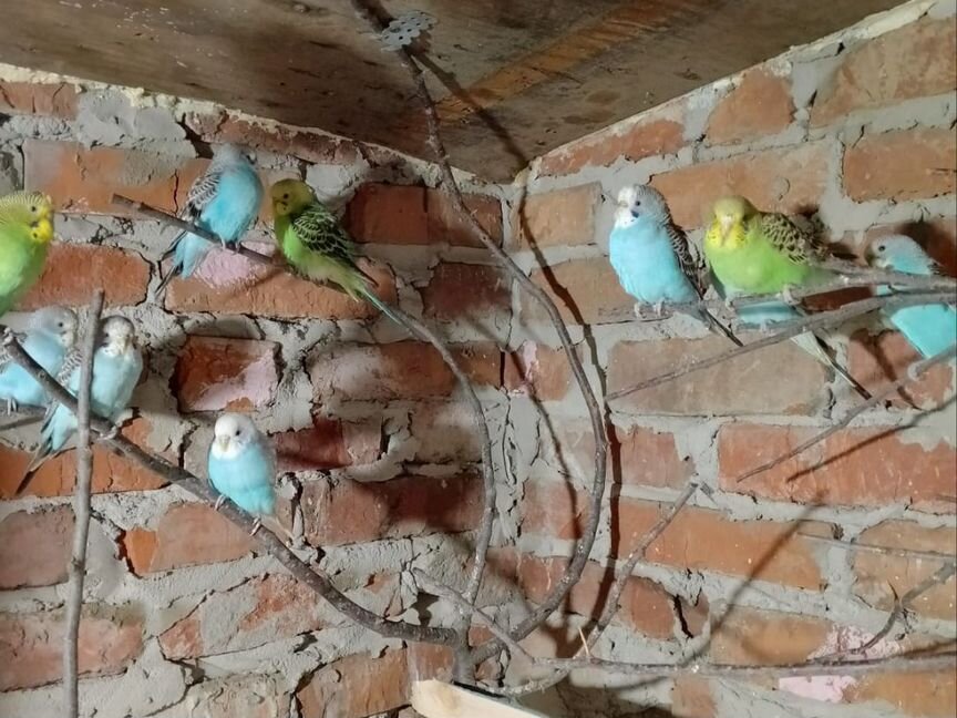 Попугаи опт