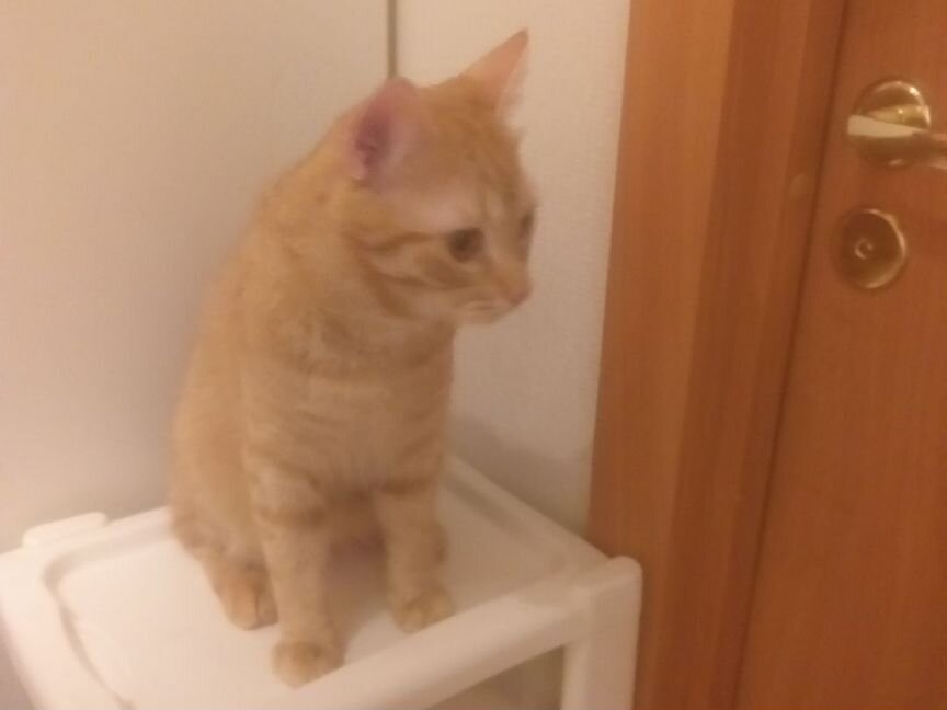Кошки