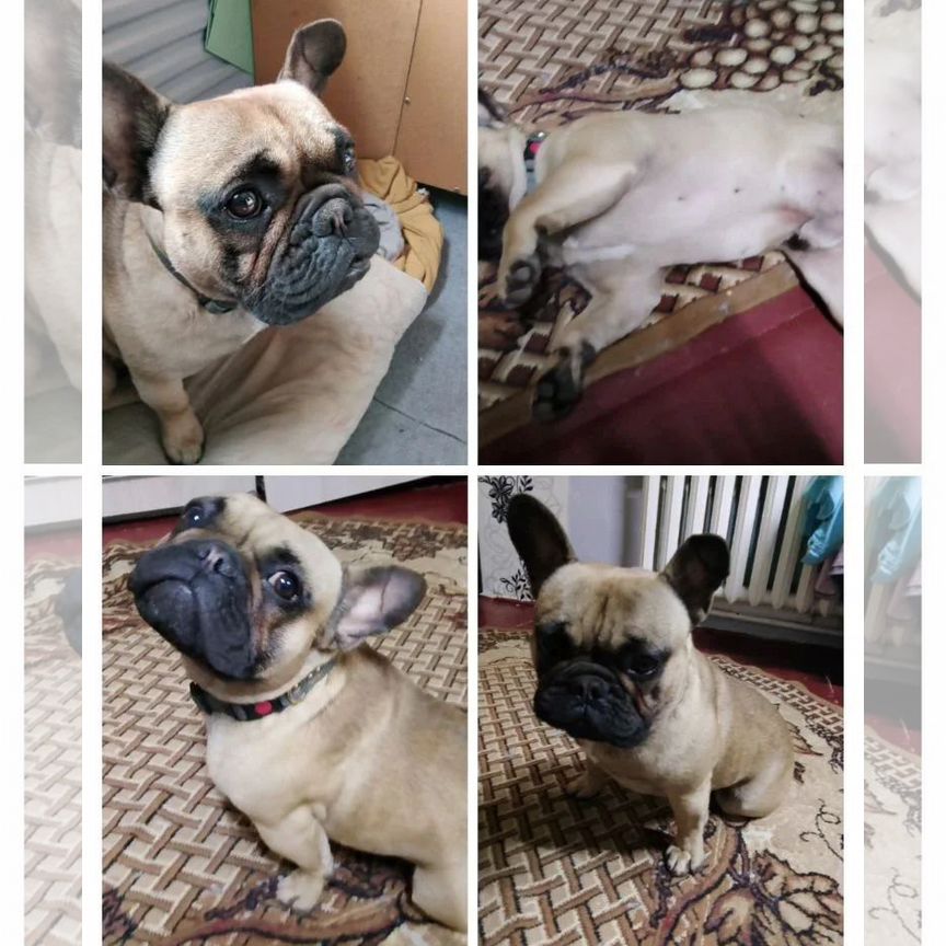 Французский бульдог, вязка