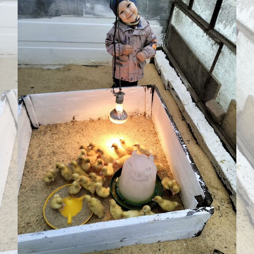 Утята суточные стар 53