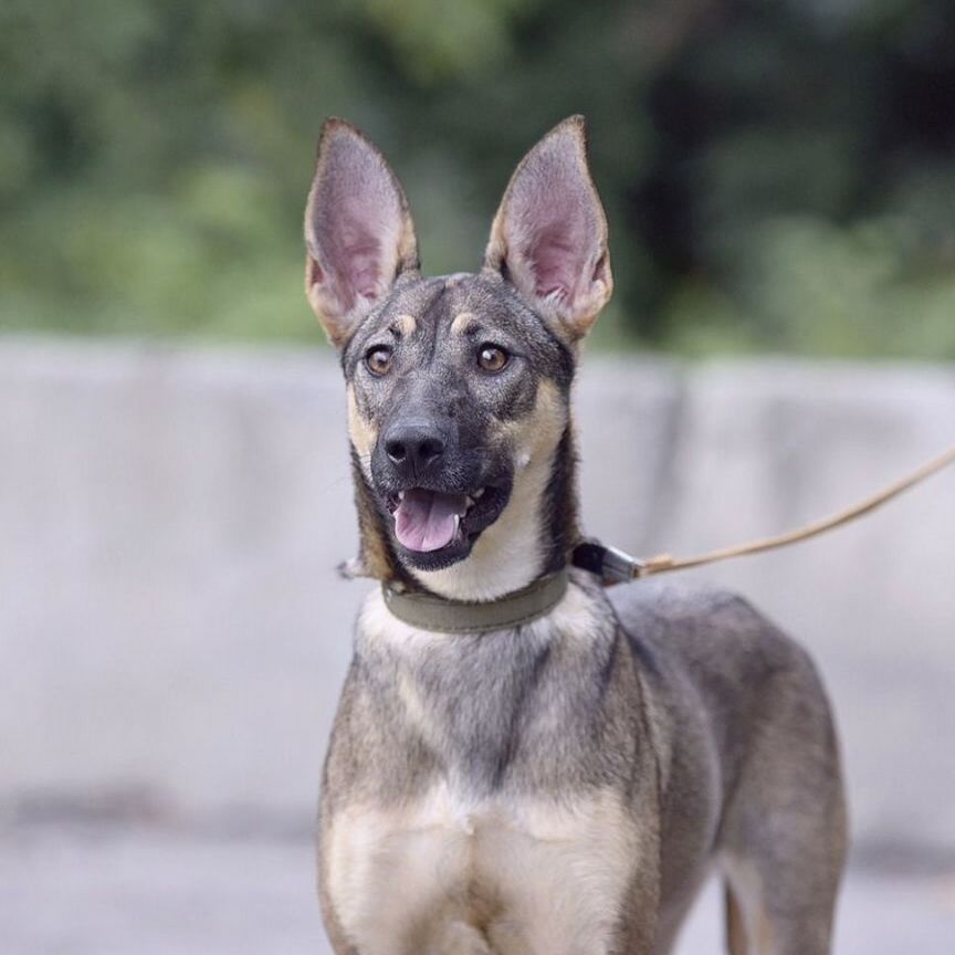 Красавица Кэнди овчарка в добрые руки