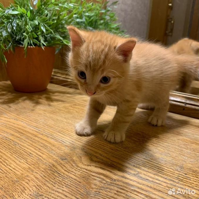 Малыш рыжик ищет новый дом