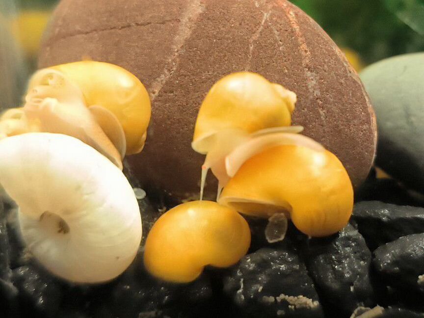 Улитки аквариумные