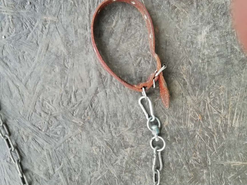 Цепь с ошейником, 4метра бу в отличном состоянии