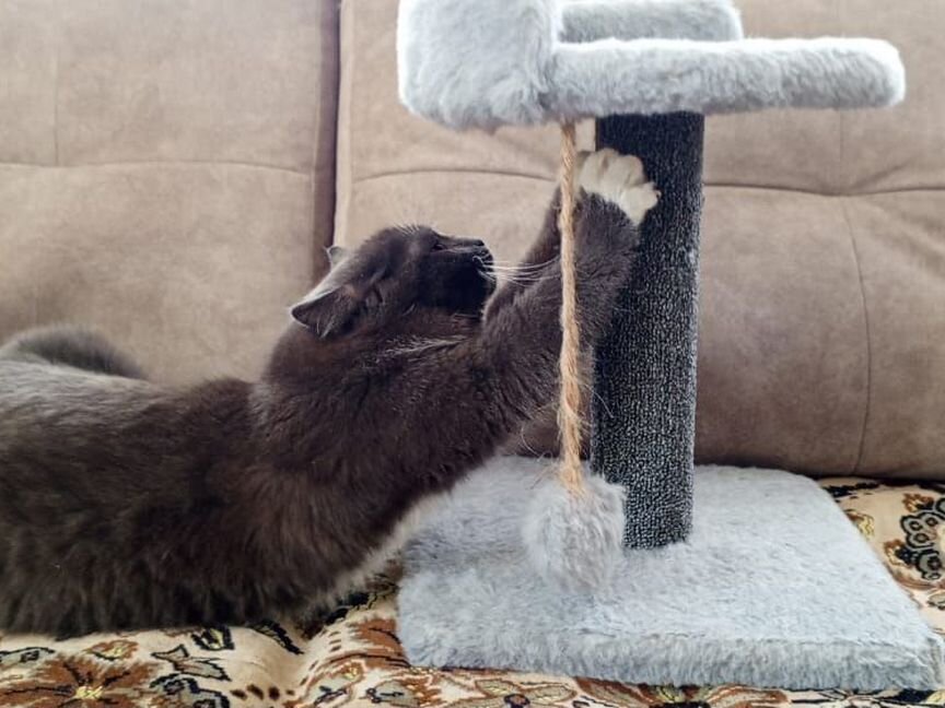 Кот подросток в добрые руки