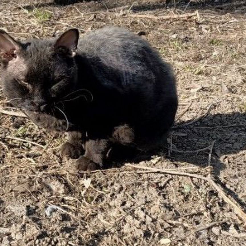 Розыск и поимка