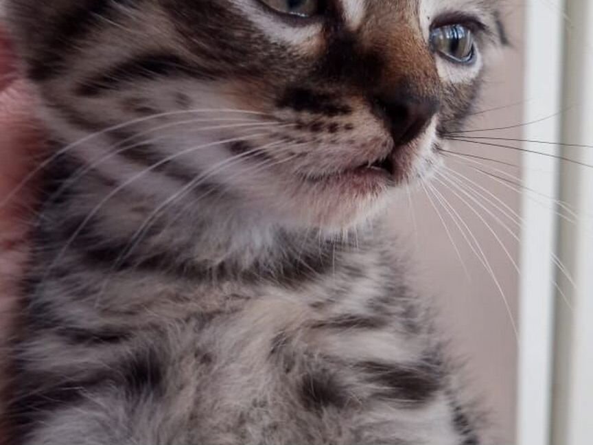 Кошки