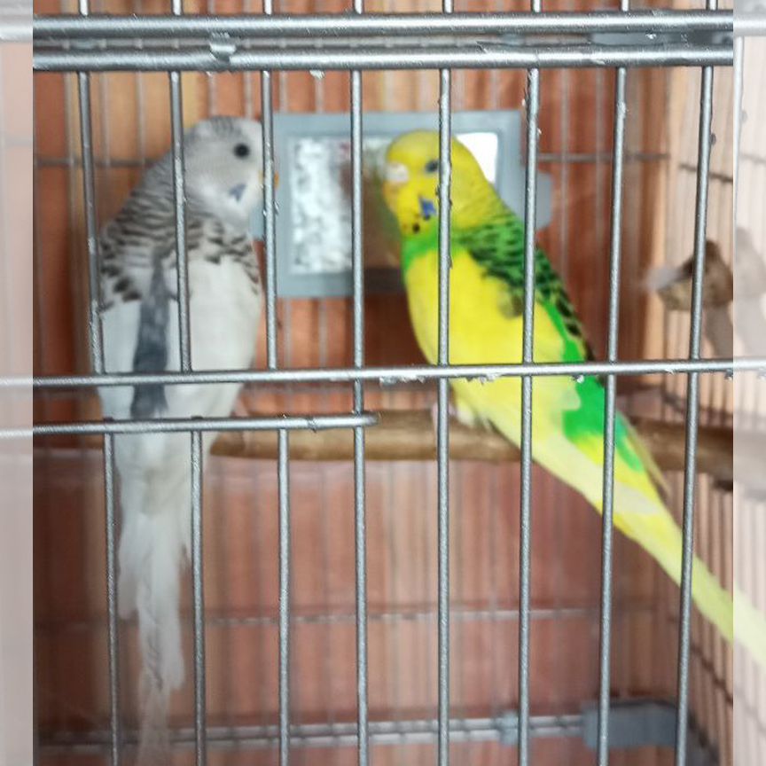 Волнистый попугай пара