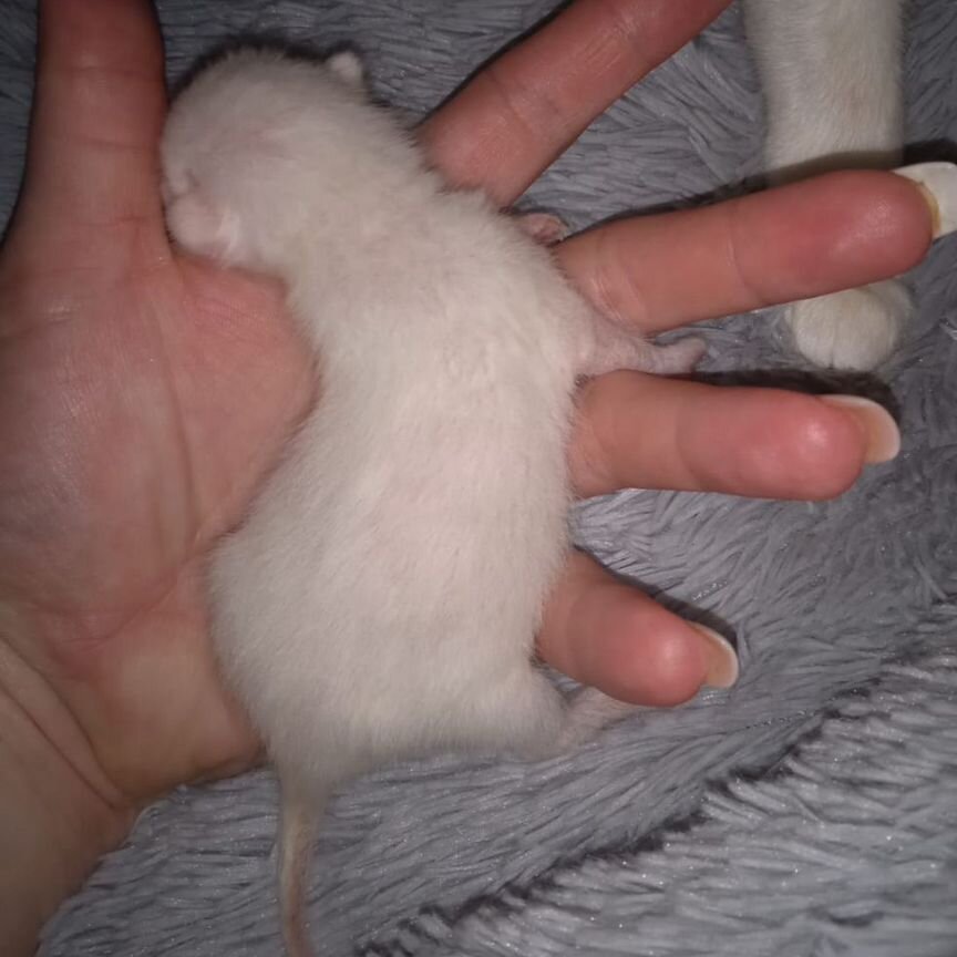 Кошка турецкая ангора