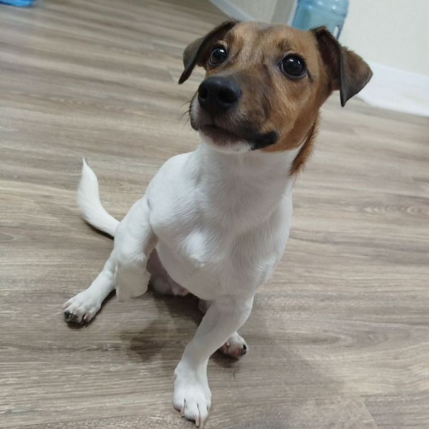 Джек-рассел-терьер, щенок