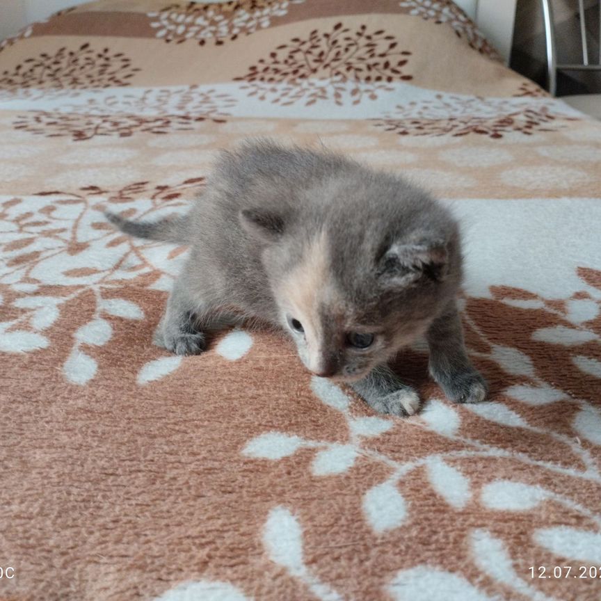 Кошечка в добрые руки