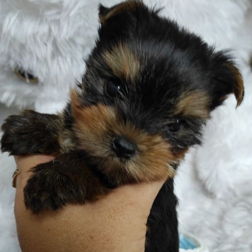 Йоркширский терьер, щенок