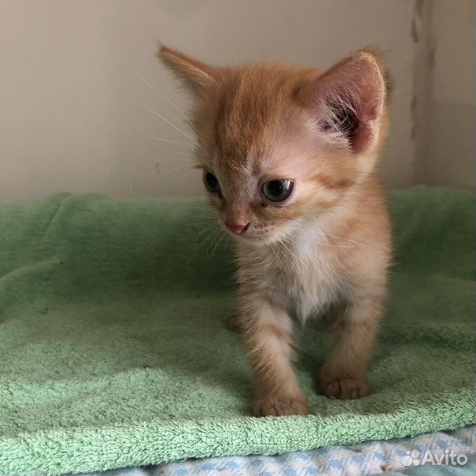 Малышка Кнопочка ищет дом