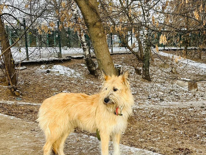Бородатая красотка ищет дом