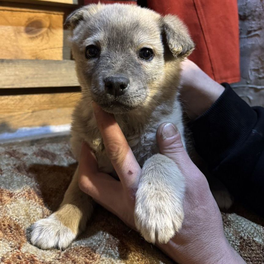 Щенок в добрые руки