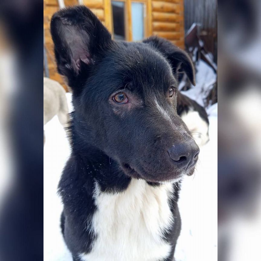 Патрик ищет дом