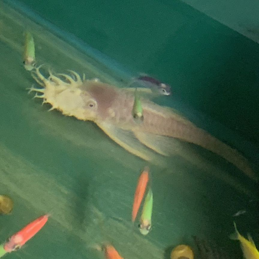 Анциструс белый