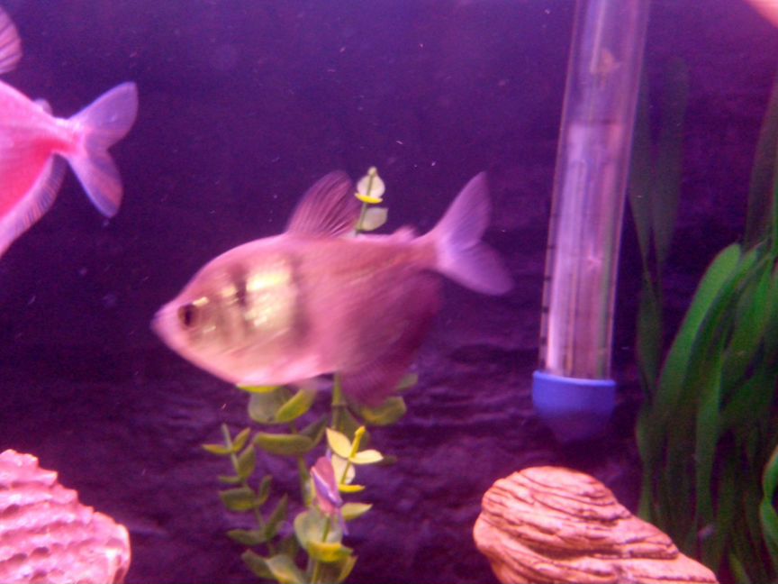 Тернеции большие