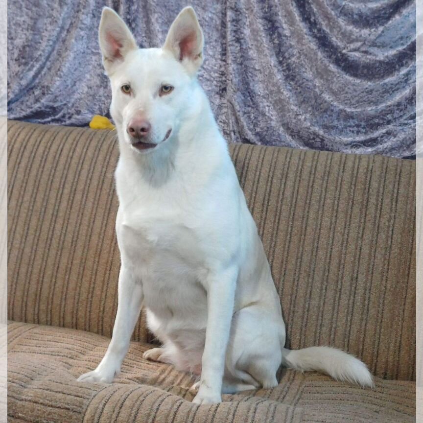 Взрослая собака в добрые руки