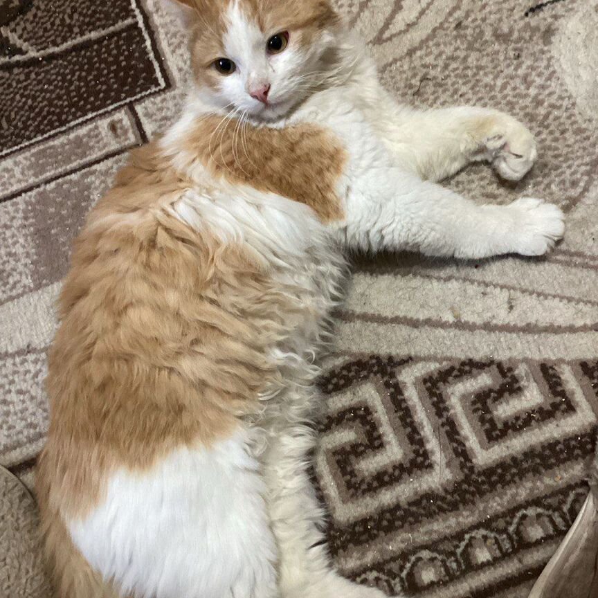 Очень ласковый котёнок со сложной судьбой