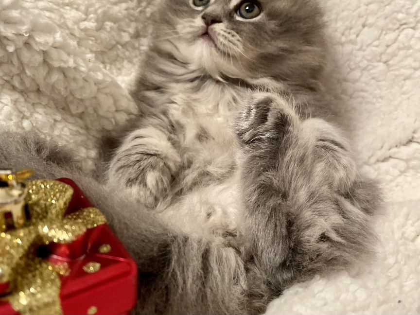 Шотландский котенок Домовенок Пых