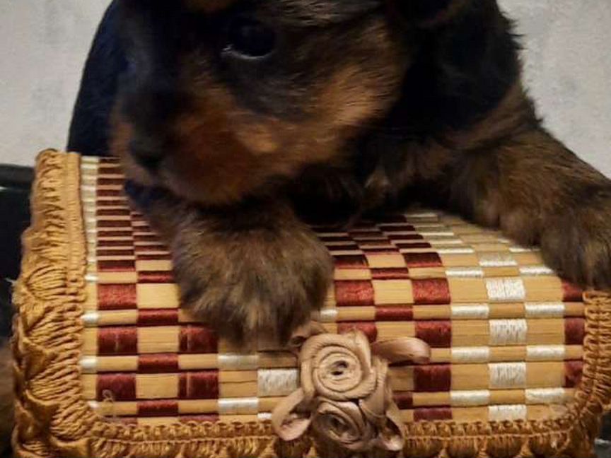 Щенок йоркширского терьера девочка мини