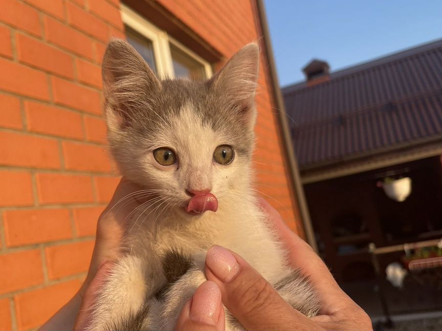 Лапулечки котята