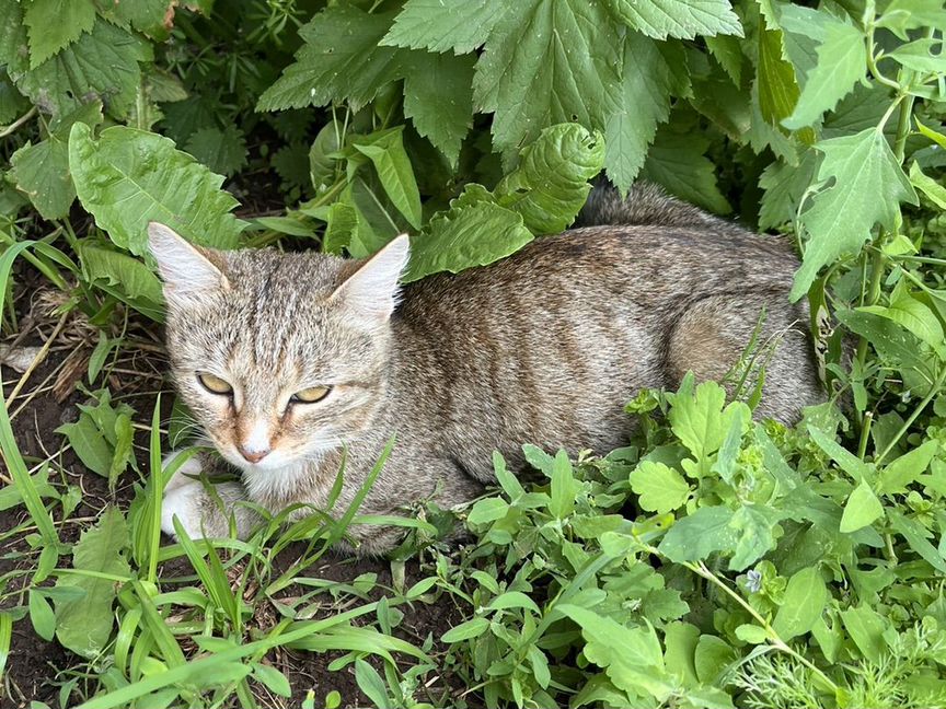 Котята в добрые руки бесплатно