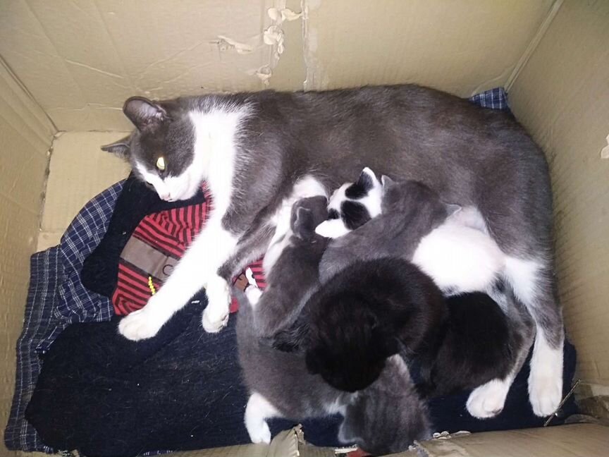 Одам котят в добрые руки бесплатно