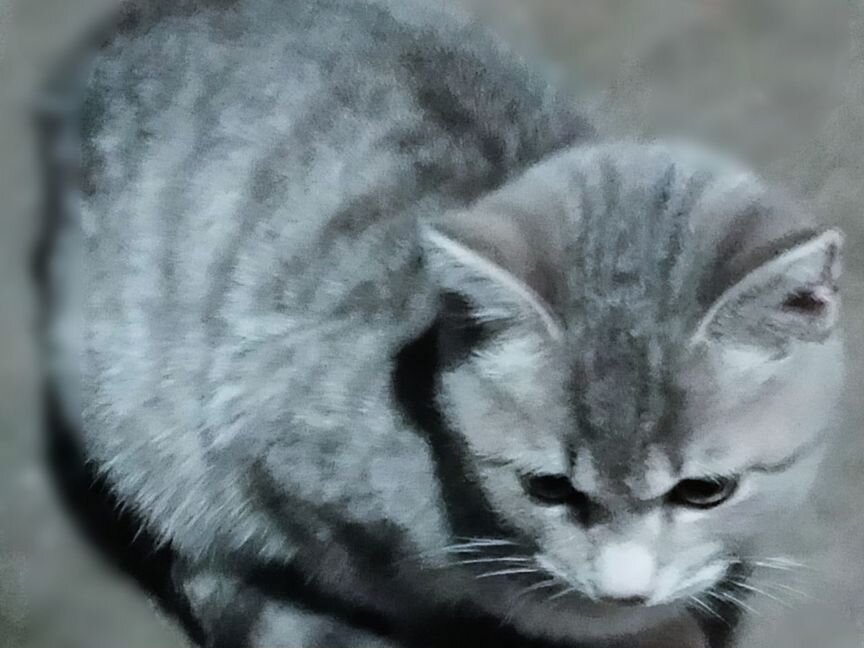 Кошки бесплатно