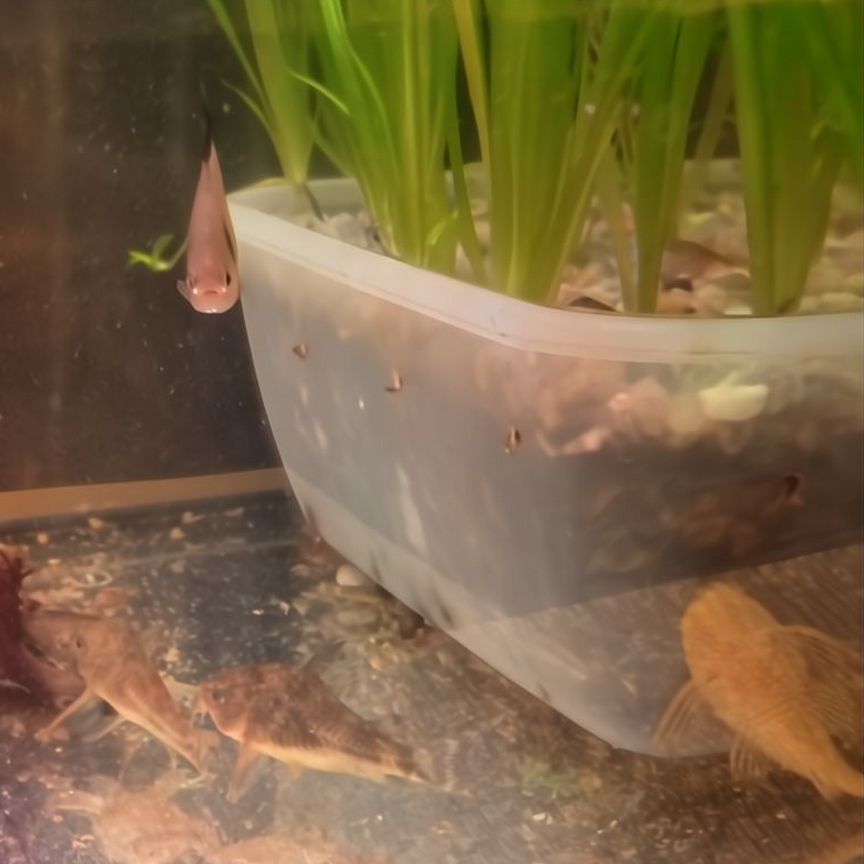 Аквариумные рыбки