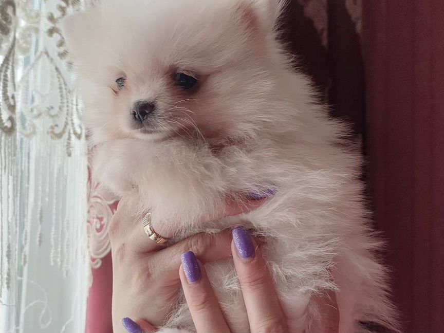 Померанский шпиц mini