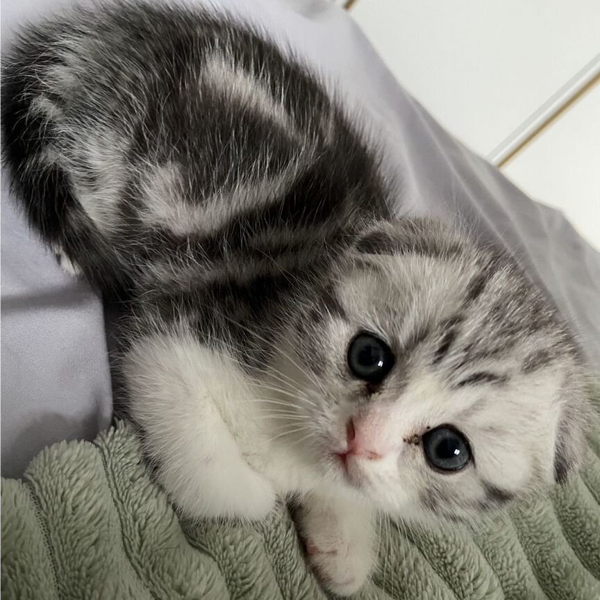 Шотландский вислоухий короткошёрстный котёнок