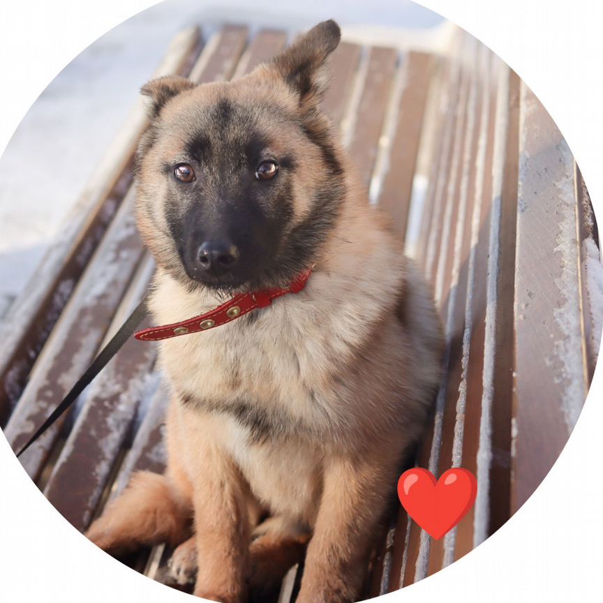 Щенок девочка в добрые руки