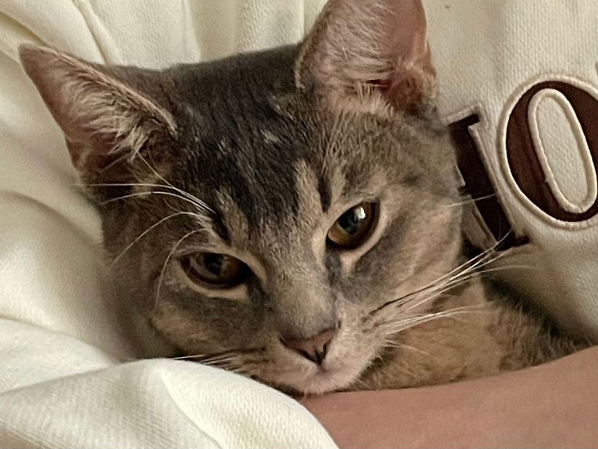 Котёнок 50/50