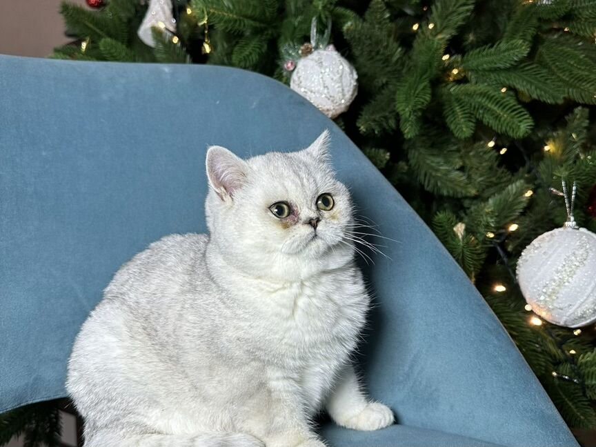 Шиншилловая девочка страйт