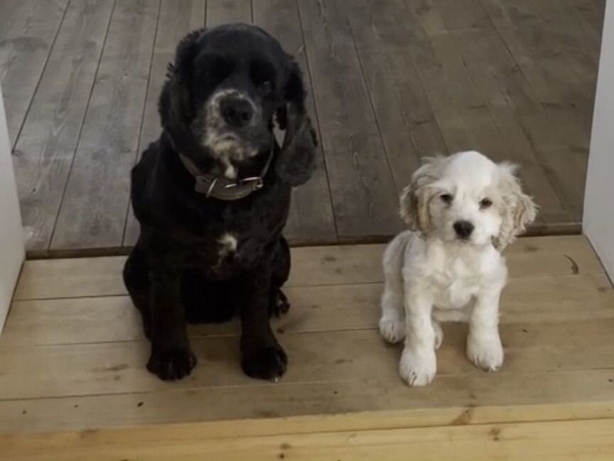 Кокер спаниель вязка